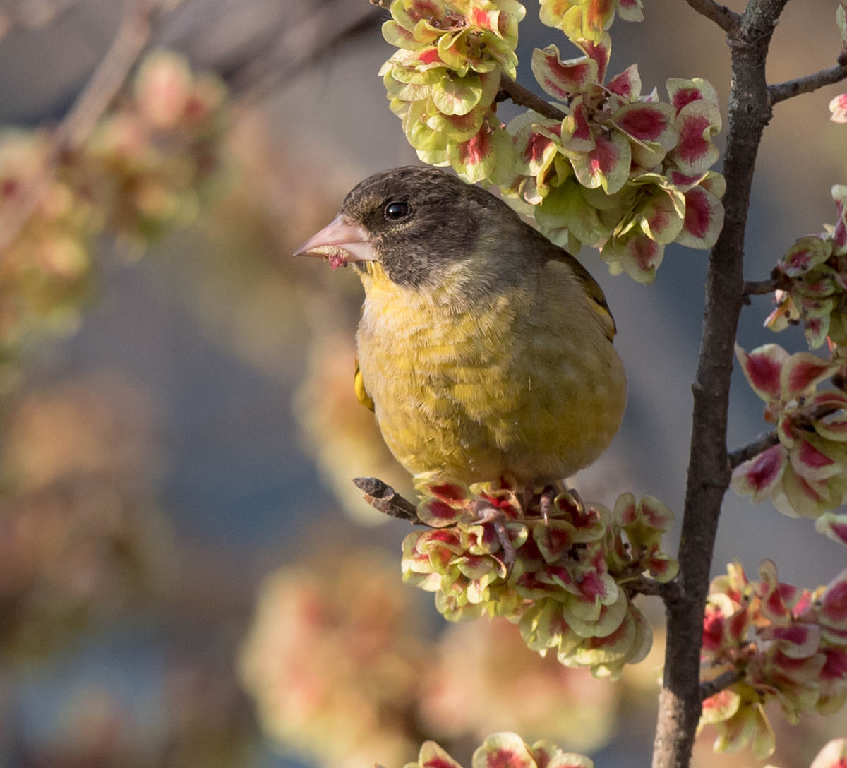 Birding Tengchong, Yunnan, China in 2017 - 10,000 Birds