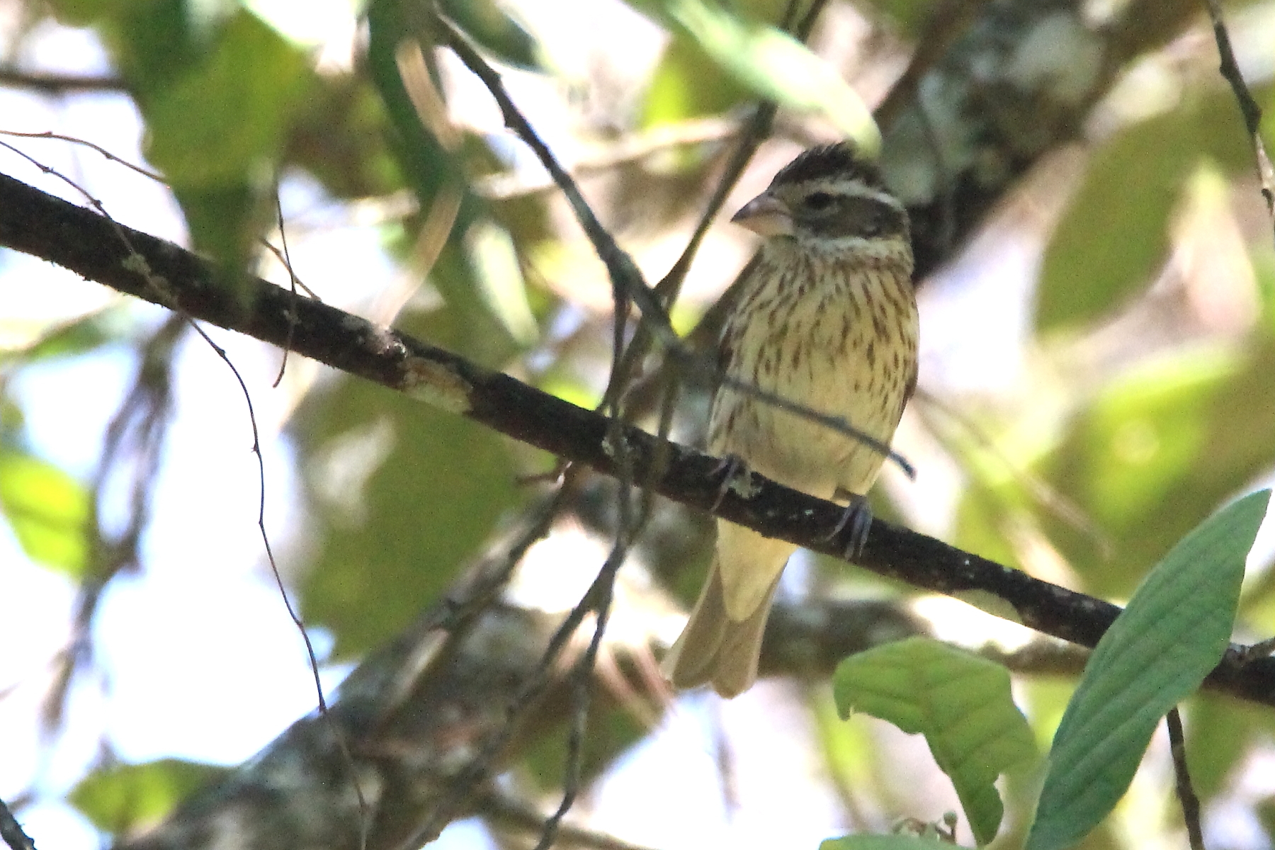 Maybe You CAN Ask for an Aztec - 10,000 Birds