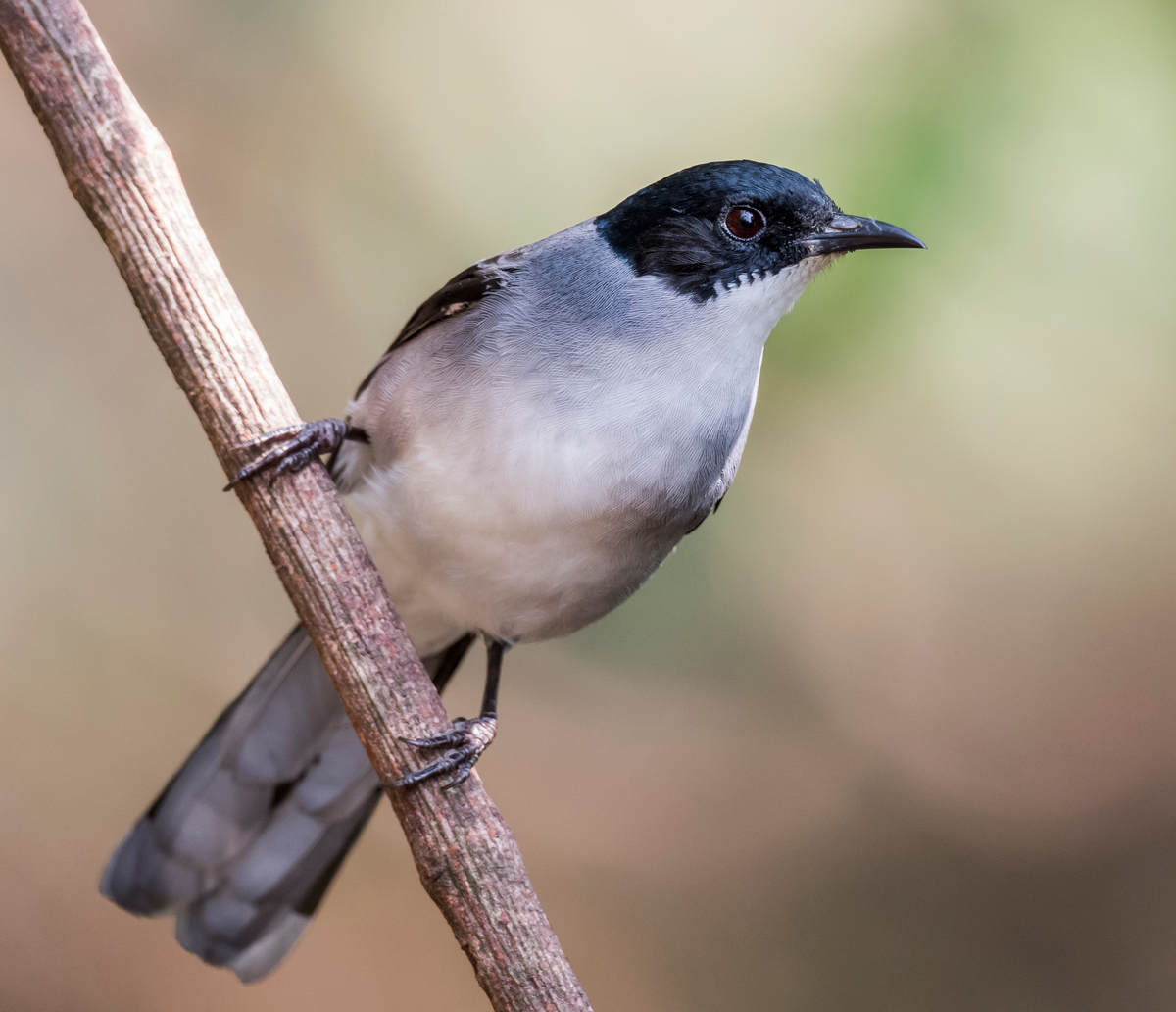 Getting sentimental: Birding at Baihualing, China - 10,000 Birds