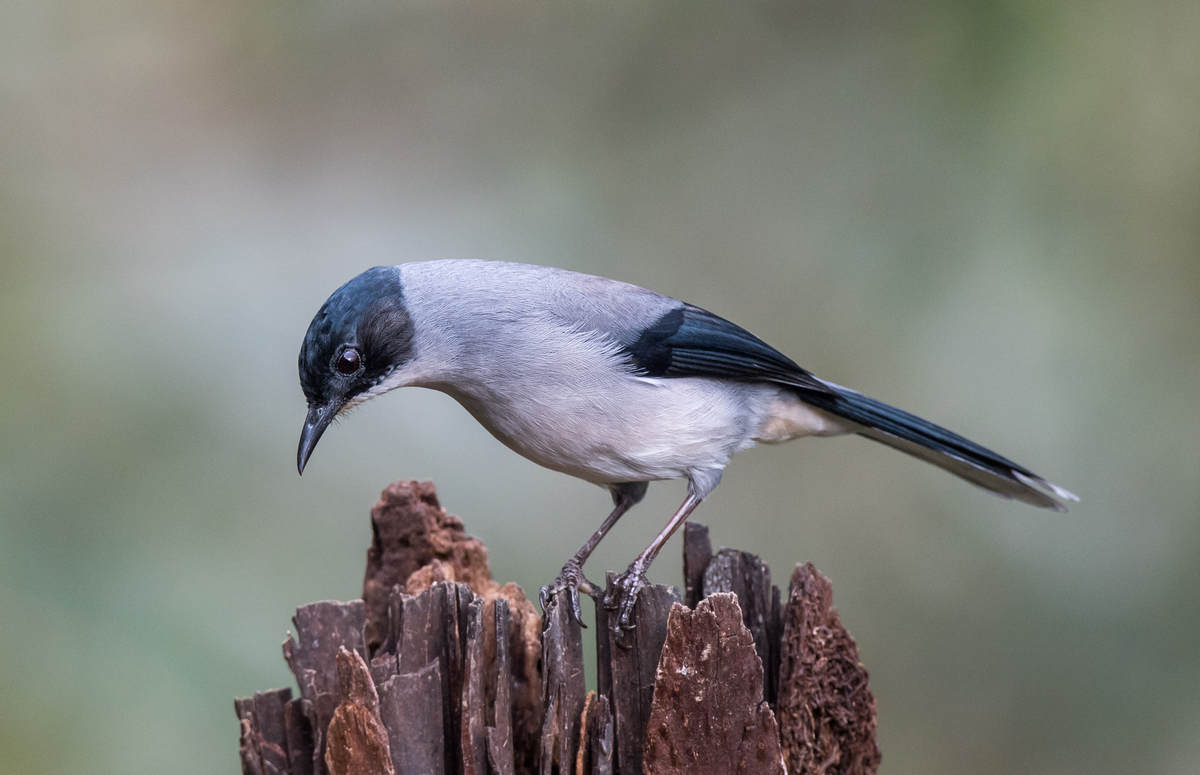 Getting sentimental: Birding at Baihualing, China - 10,000 Birds