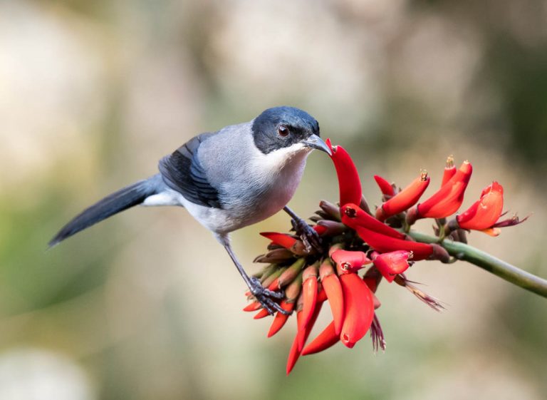 Getting sentimental: Birding at Baihualing, China - 10,000 Birds
