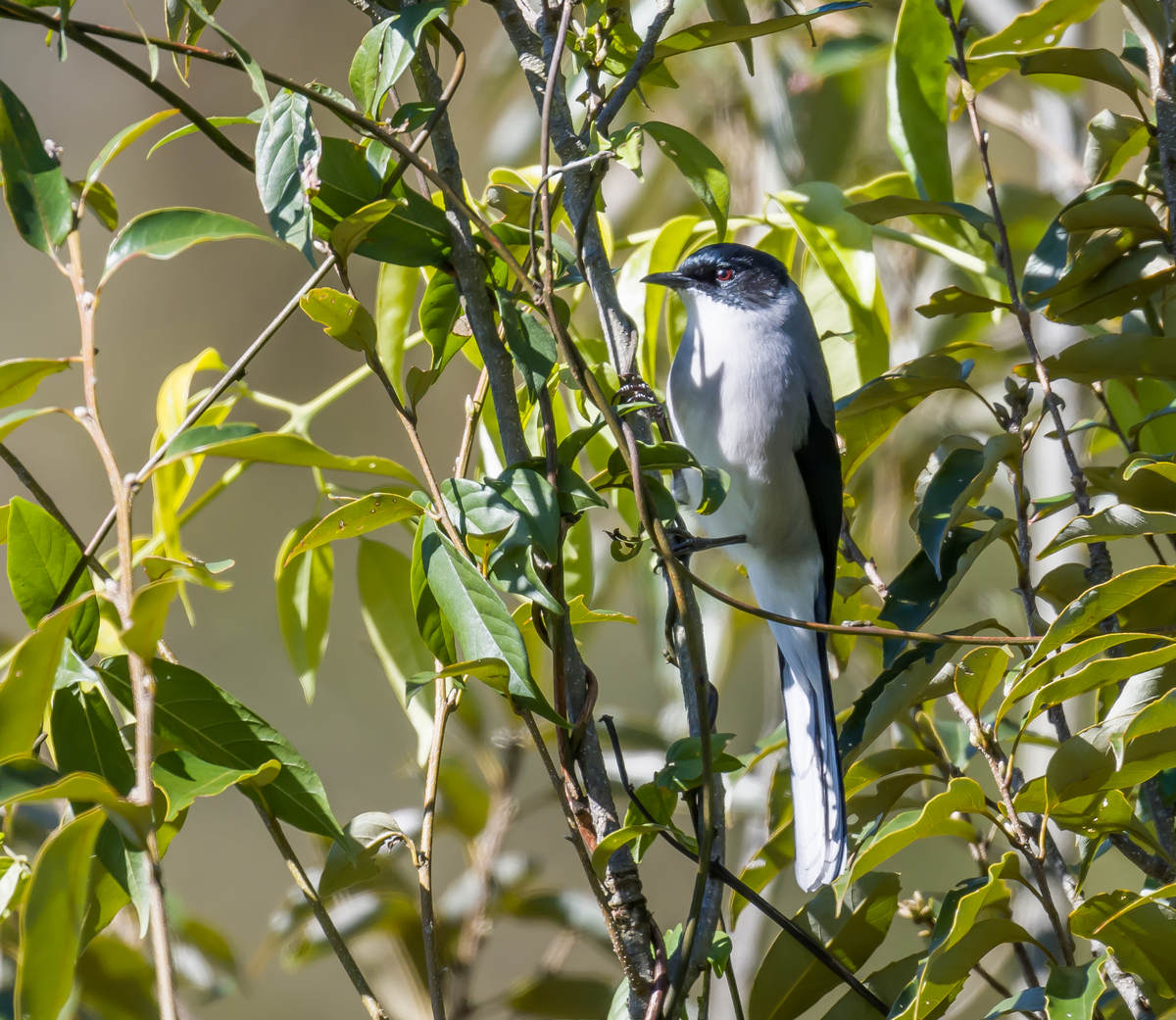 Birding the Datang area, Yunnan - 10,000 Birds
