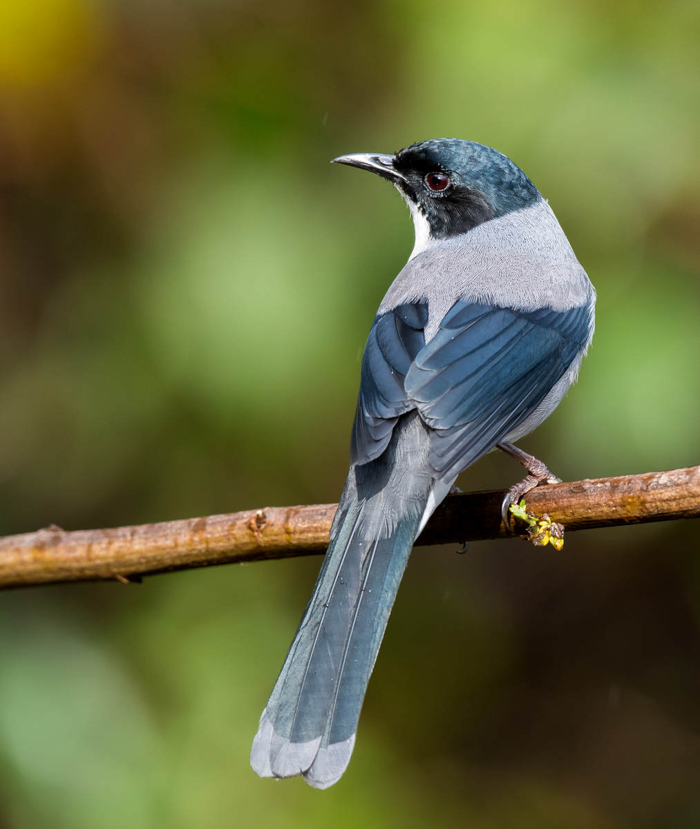 Getting sentimental: Birding at Baihualing, China - 10,000 Birds