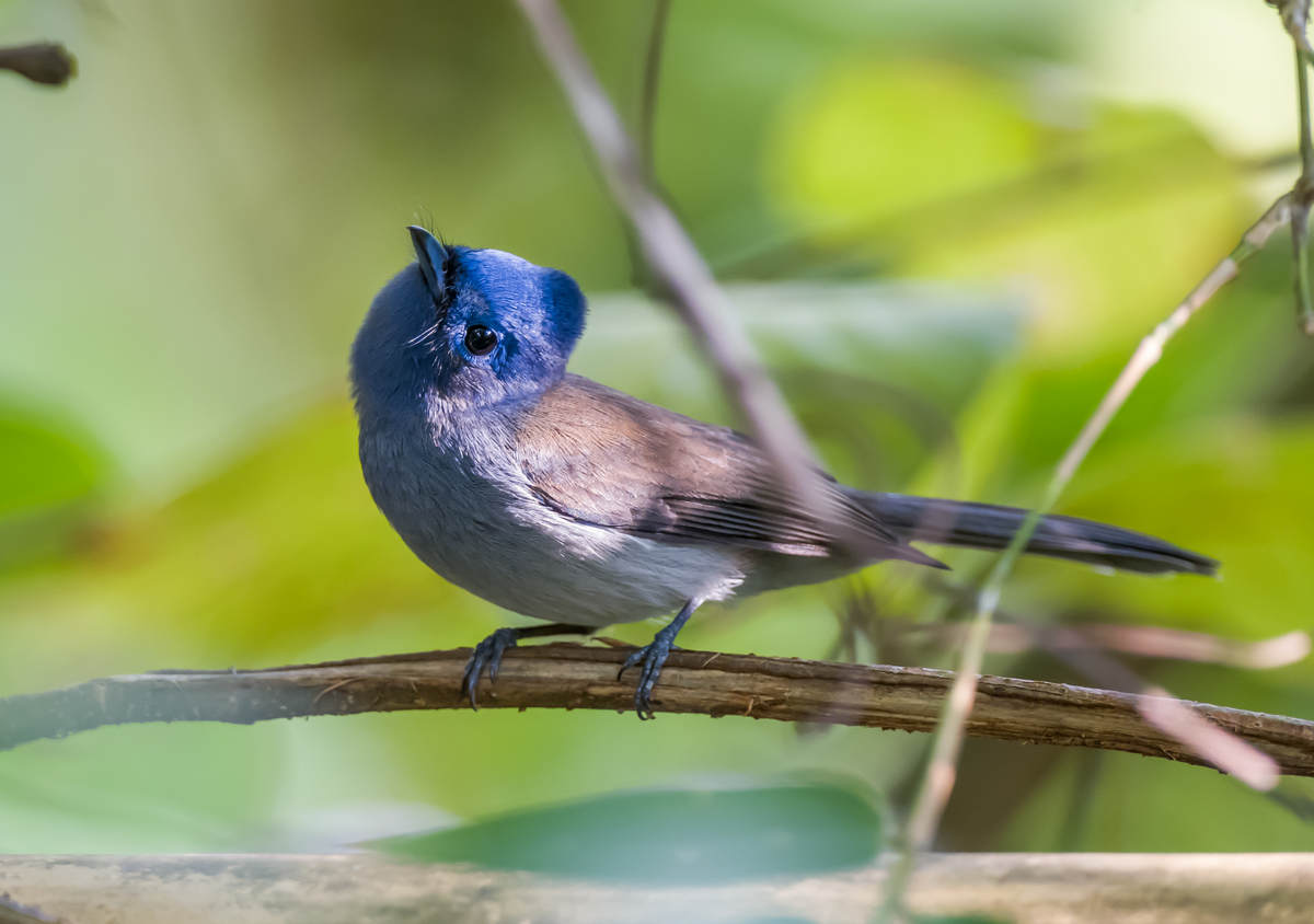 Birding Jianfengling, Hainan (A-H) - 10,000 Birds