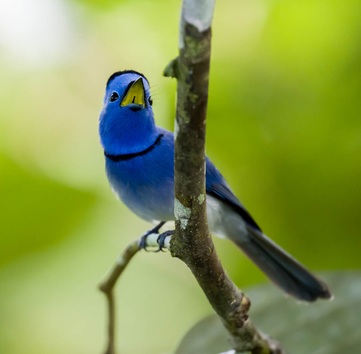 Birding Sepilok, Borneo (Part 1) - 10,000 Birds