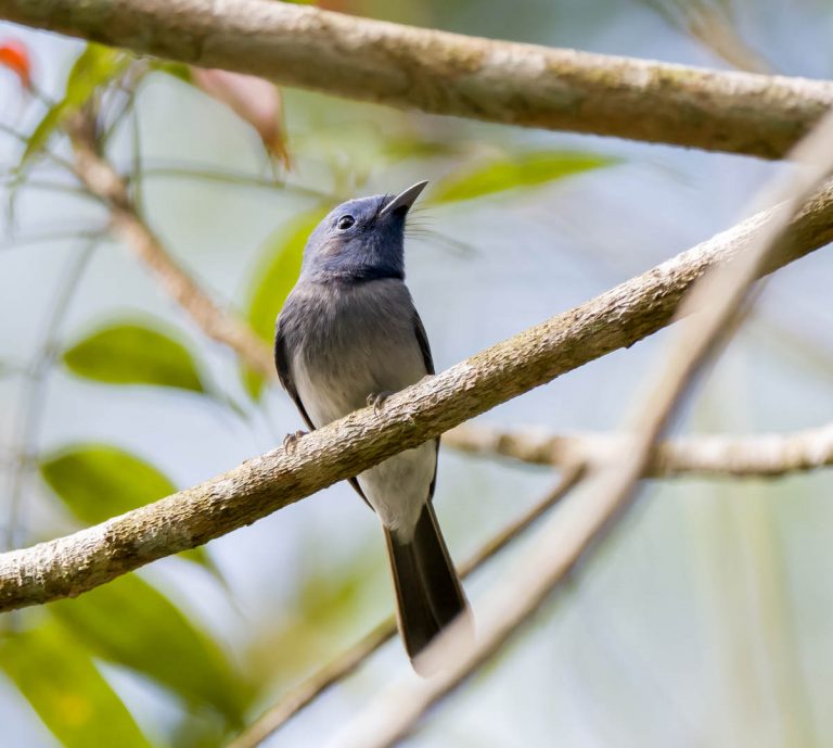 Birding Jianfengling, Hainan (A-H) - 10,000 Birds