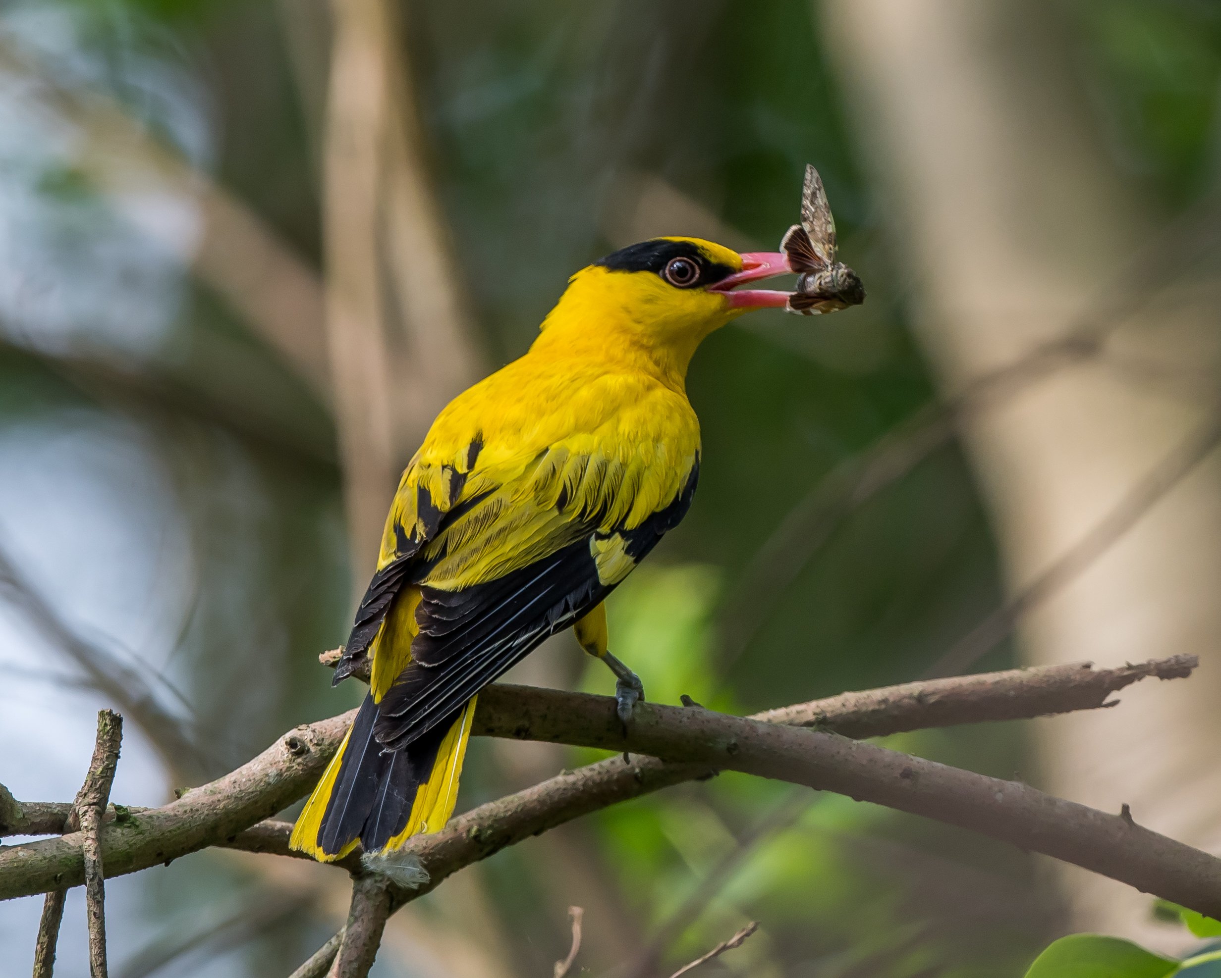 Birding Fengxian, Shanghai in summer - 10,000 Birds