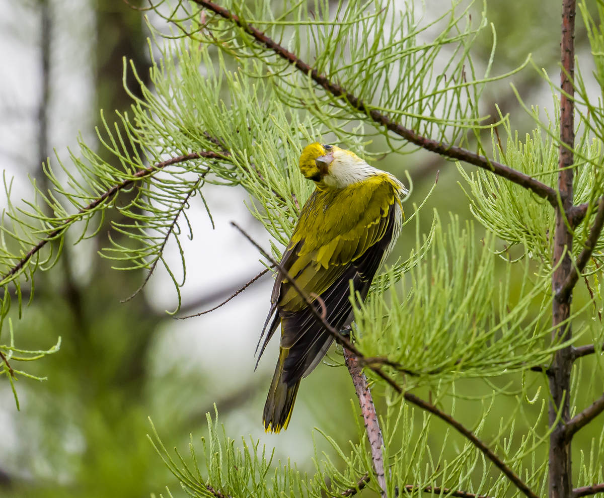 Birding Shanghai in September 2023 - 10,000 Birds