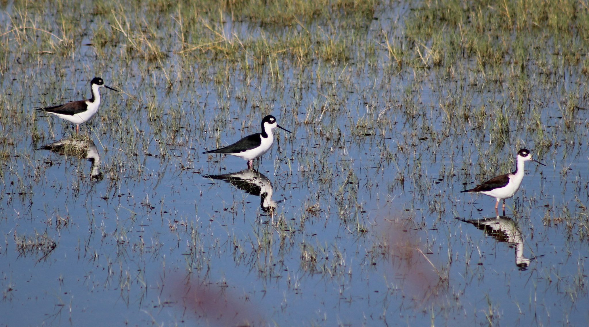 Stilts on Parade - 10,000 Birds