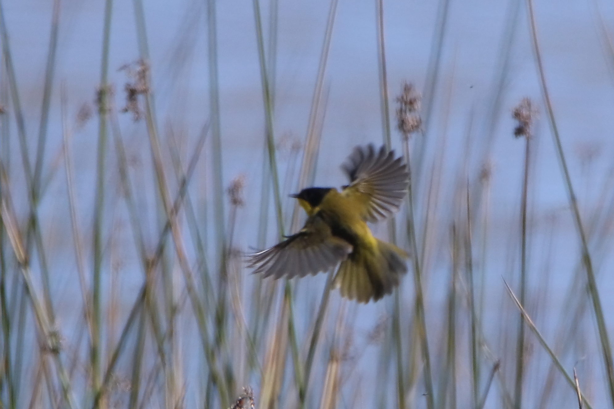 Rare, but Resilient - 10,000 Birds