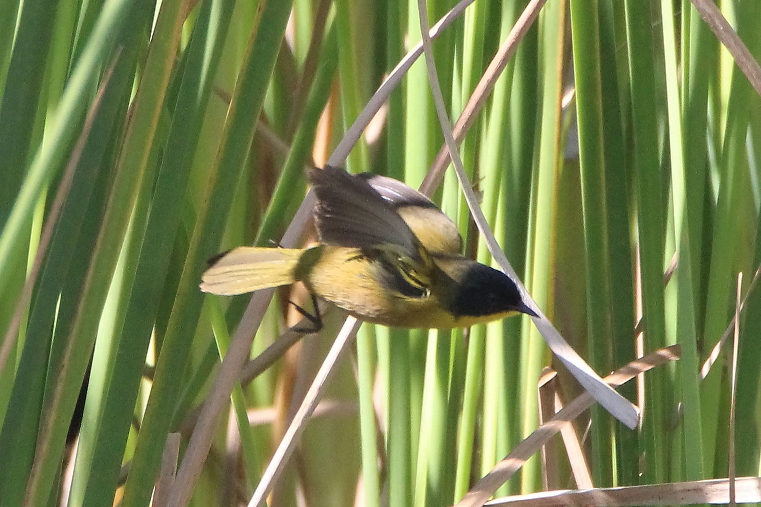 Rare, but Resilient - 10,000 Birds