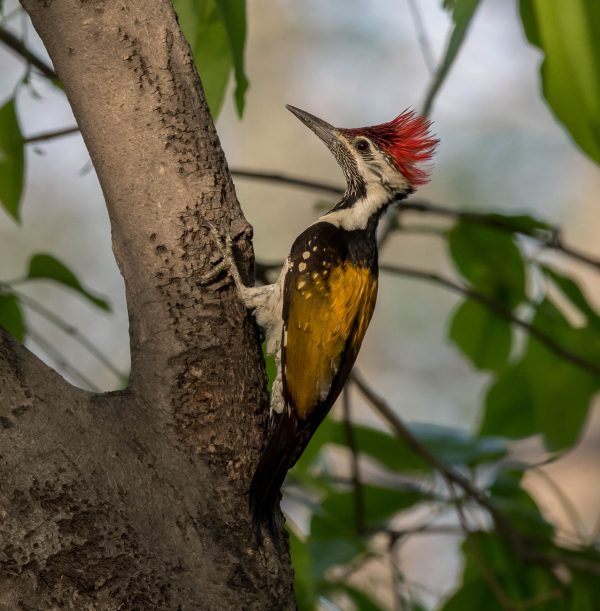 Birding in the Delhi area Part 1 - 10,000 Birds