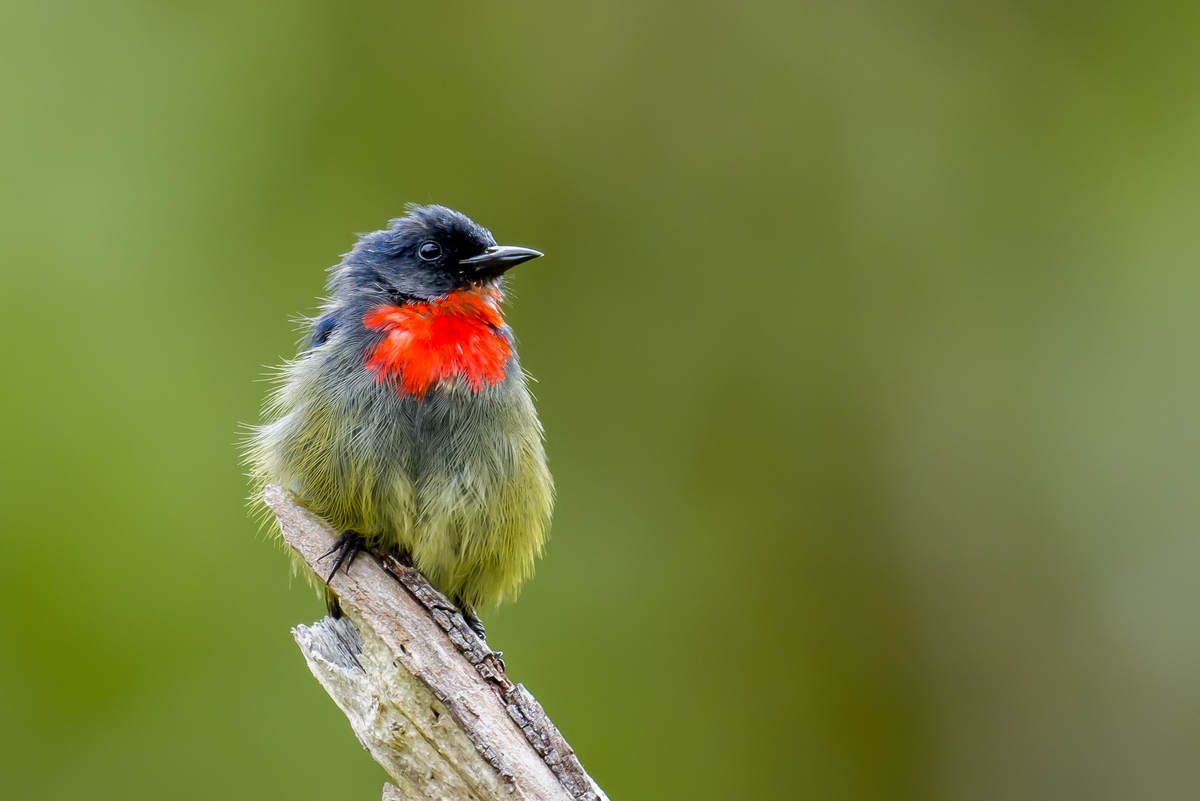 Birding Mount Kinabalu, Sabah, Borneo - 10,000 Birds