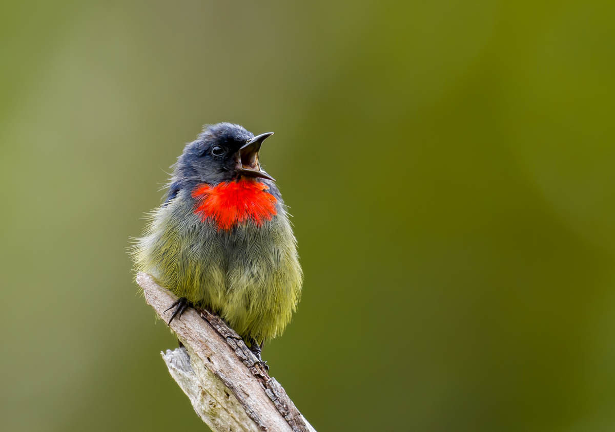 Birding Mount Kinabalu, Sabah, Borneo - 10,000 Birds