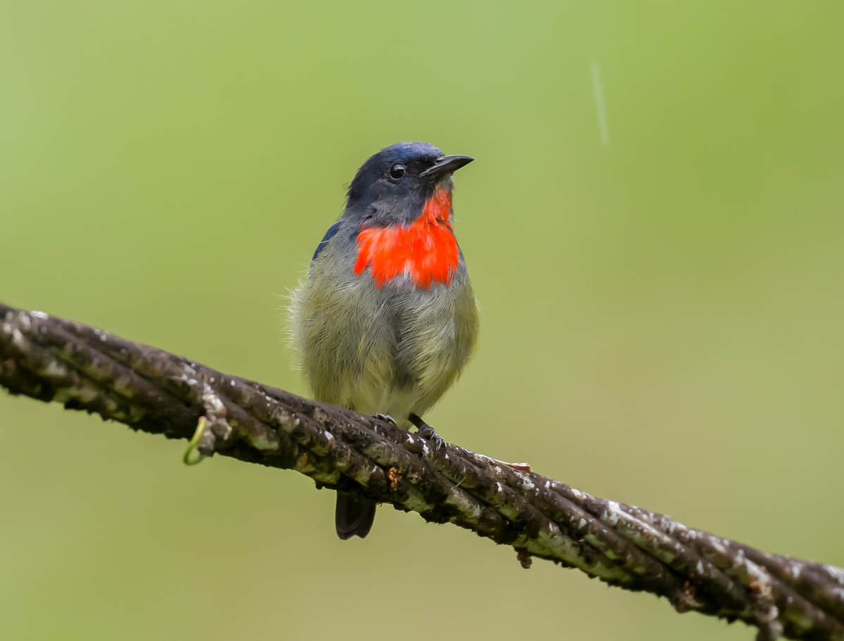 Birding Mount Kinabalu, Sabah, Borneo - 10,000 Birds