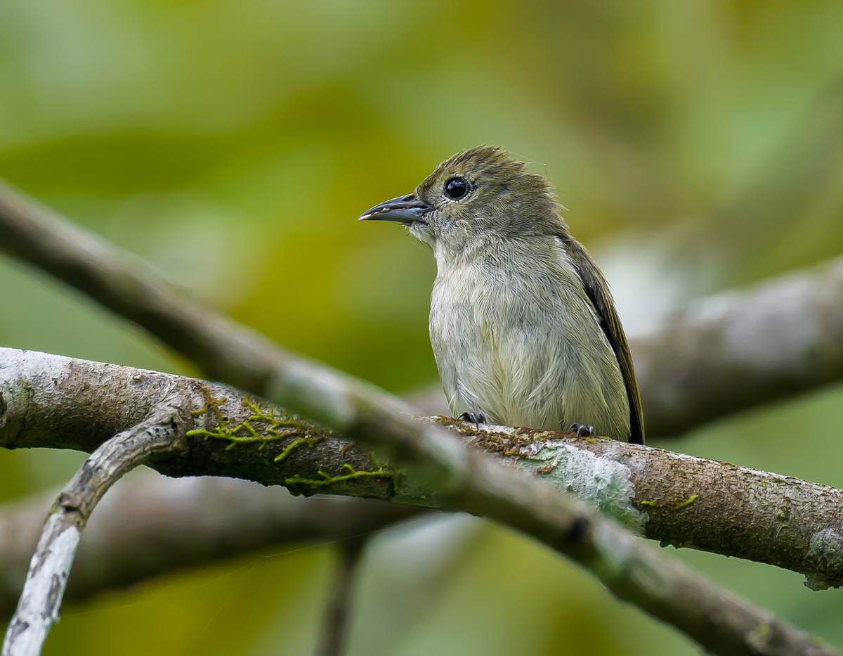 Birding Mount Kinabalu, Sabah, Borneo - 10,000 Birds