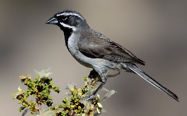 Black-throated Sparrow at Red Rock Canyon National Conservation Area ...