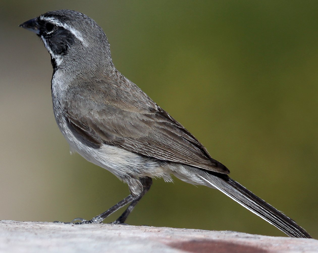 Black-throated Sparrow at Red Rock Canyon National Conservation Area ...