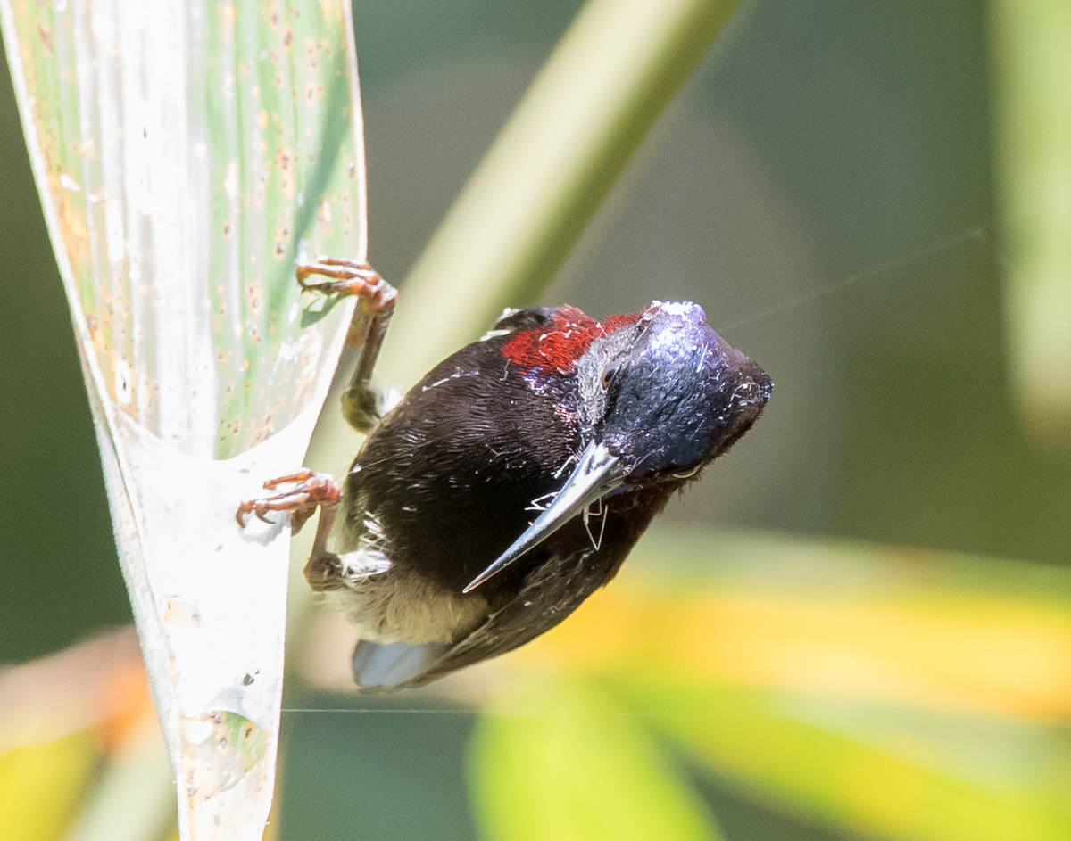 Birding Nabang, Yunnan (1) - 10,000 Birds