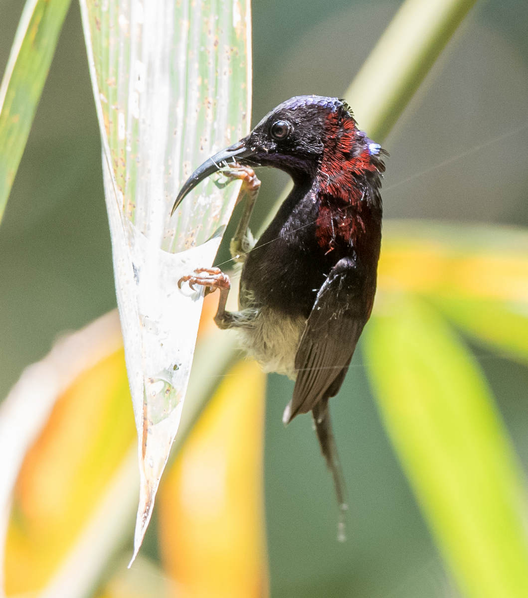 Birding Nabang, Yunnan (1) - 10,000 Birds