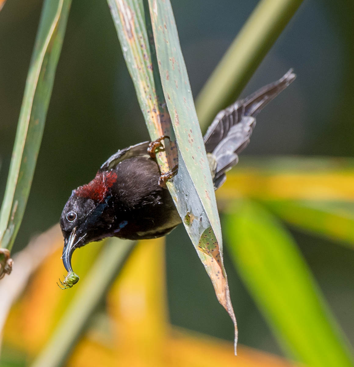 Birding Nabang, Yunnan (1) - 10,000 Birds