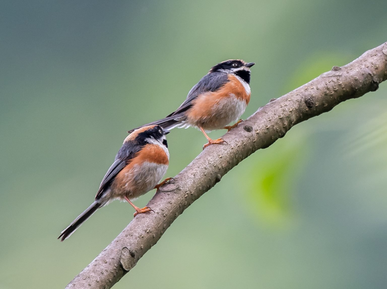 Two Birds - 10,000 Birds