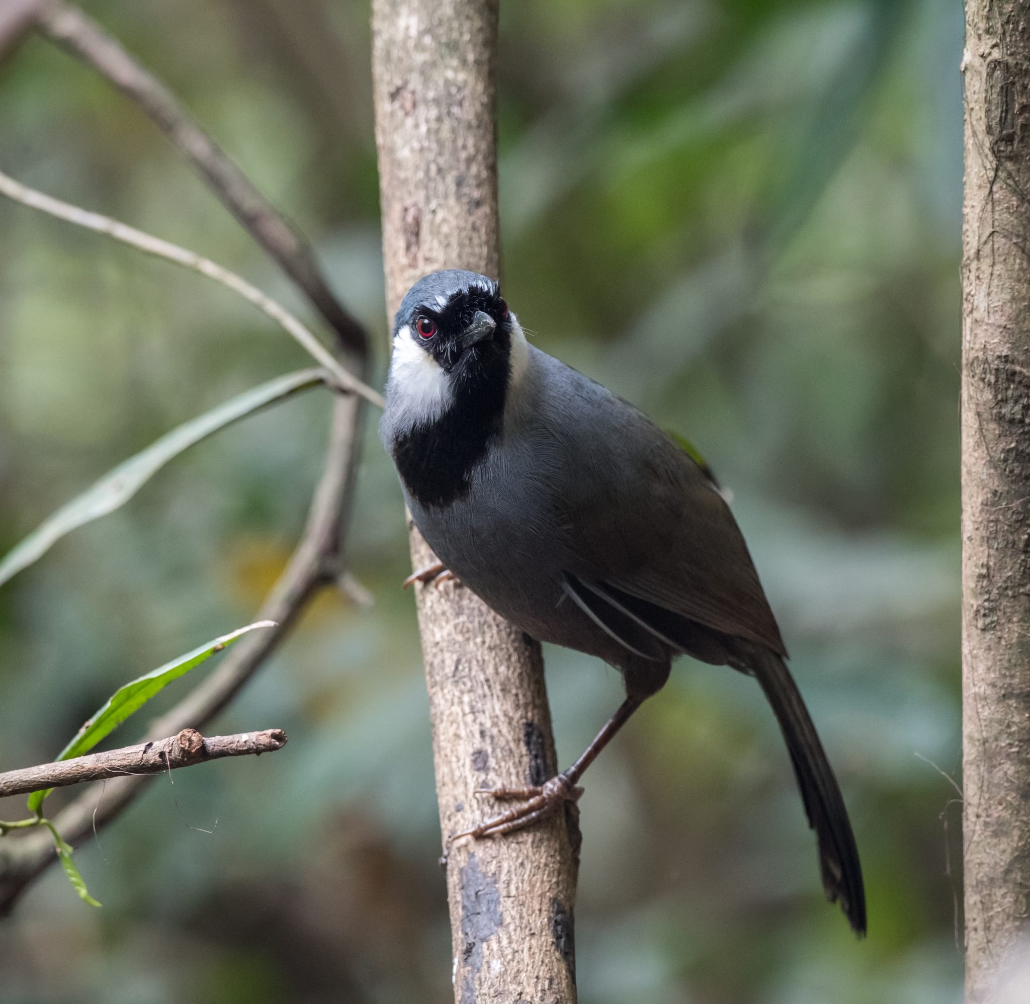 Birding Nonggang, Guangxi, China - 10,000 Birds