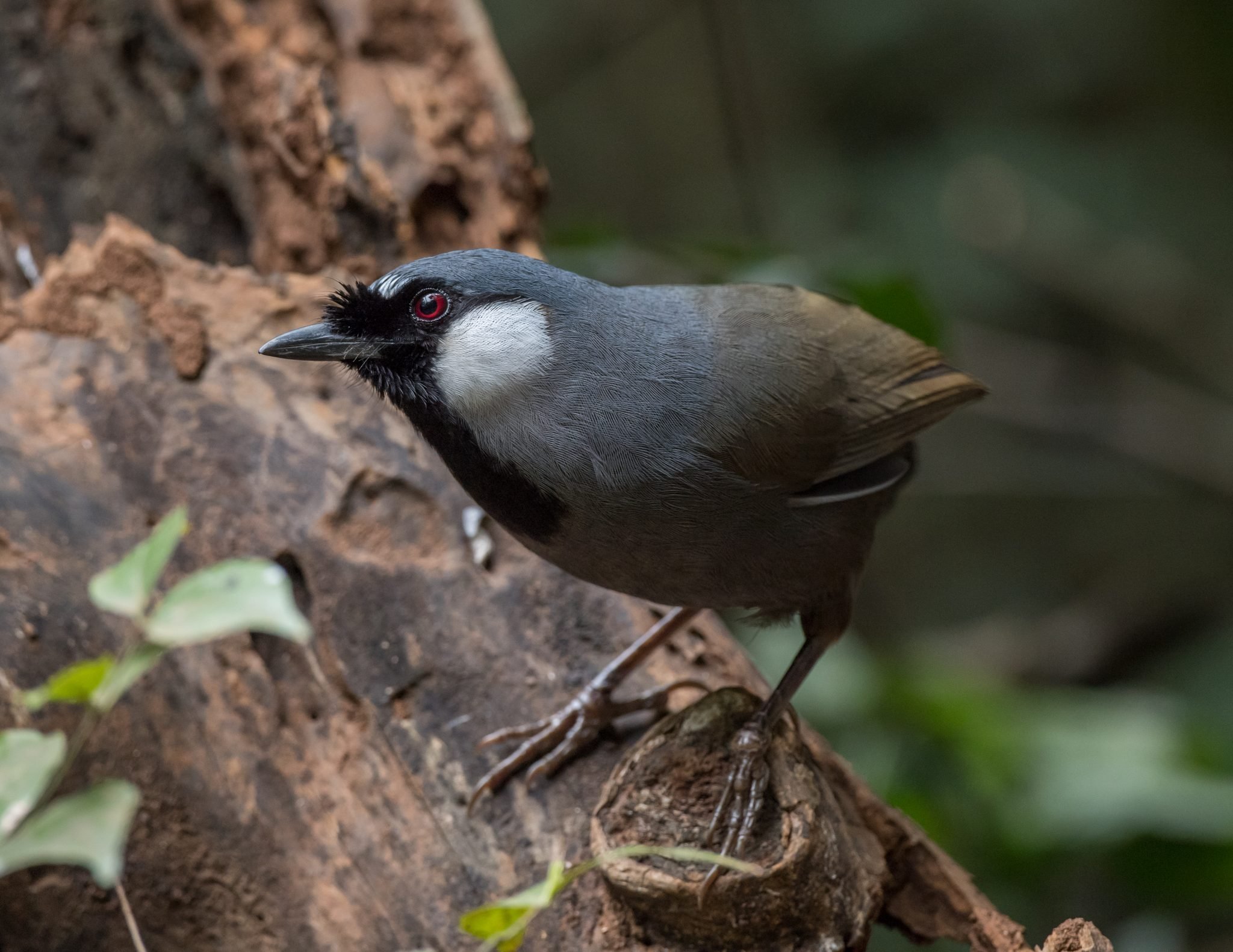 Birding Nonggang, Guangxi, China - 10,000 Birds