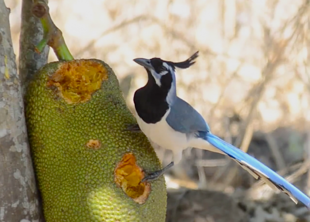 The Tufted Jays of Nayarit - 10,000 Birds