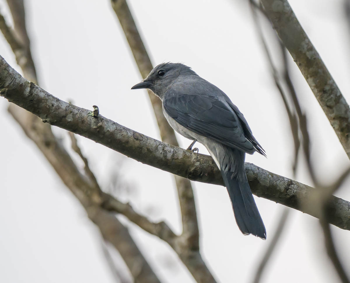 Birding Jianfengling, Hainan (A-H) - 10,000 Birds