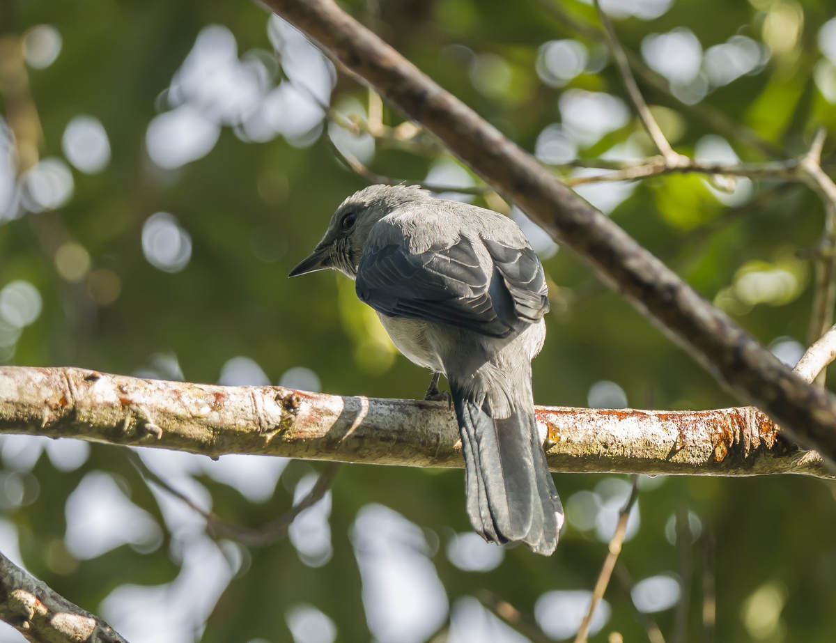 Birding Jianfengling, Hainan (A-H) - 10,000 Birds