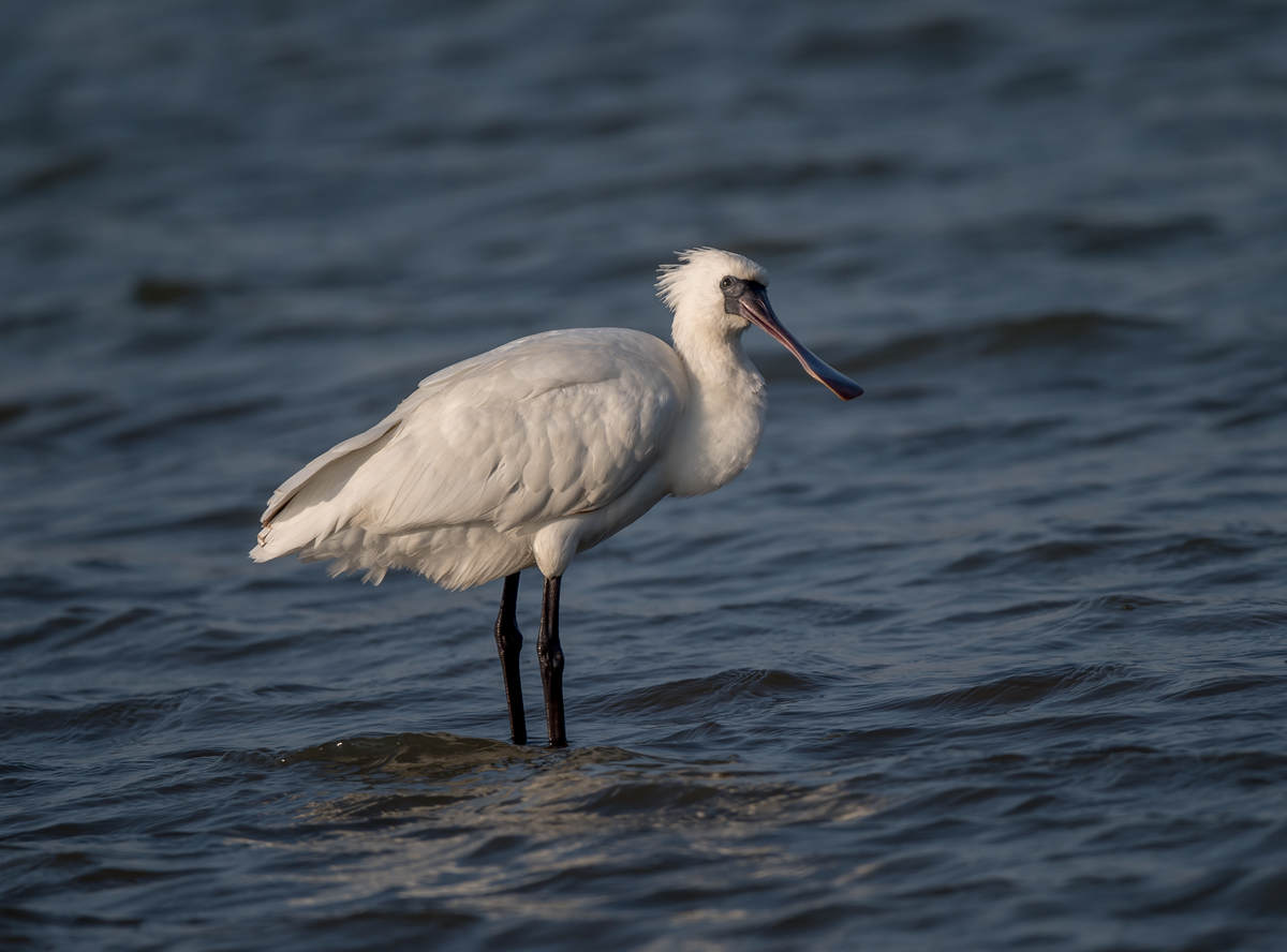 Birding Nanhui, Shanghai in November 2021 - 10,000 Birds