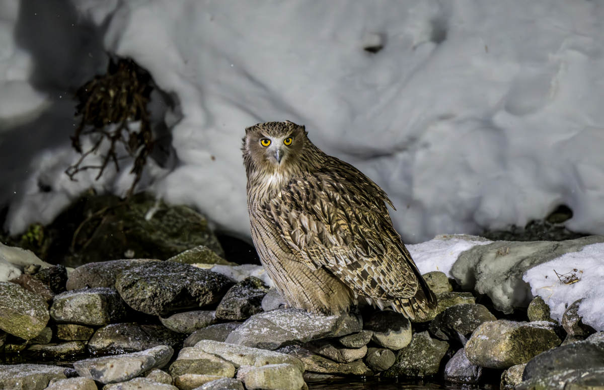 Blakiston’s Fish Owl on Hokkaido - 10,000 Birds