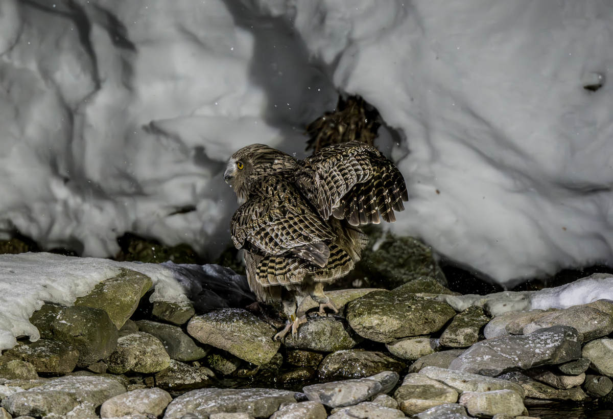 Blakiston’s Fish Owl on Hokkaido - 10,000 Birds