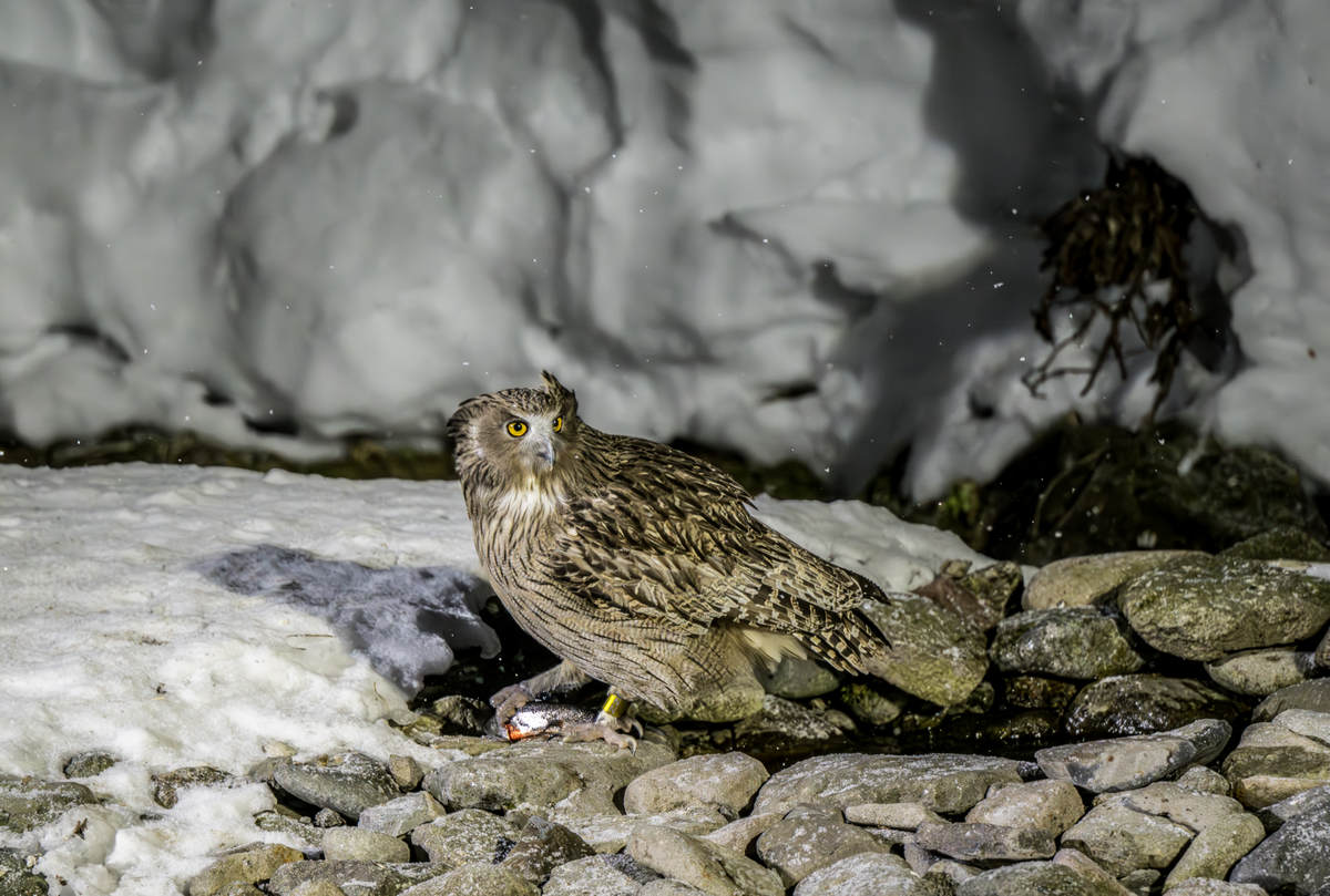 Blakiston S Fish Owl On Hokkaido 10 000 Birds