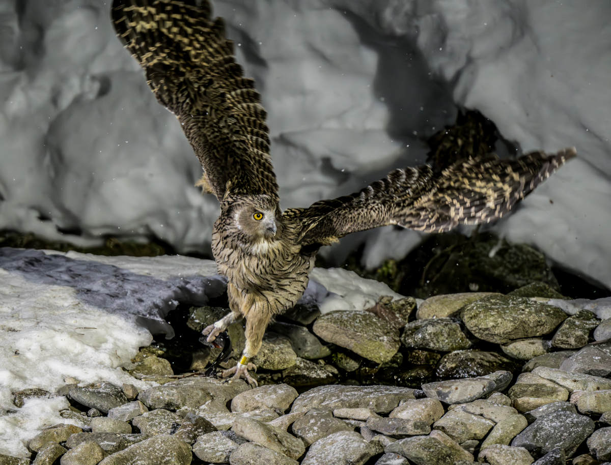 Blakiston’s Fish Owl on Hokkaido - 10,000 Birds
