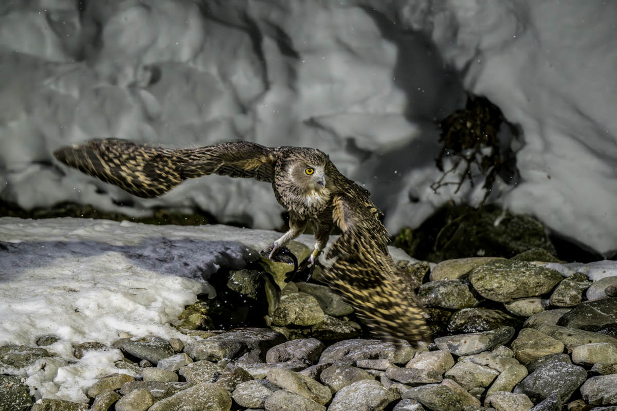 Blakiston’s Fish Owl on Hokkaido - 10,000 Birds