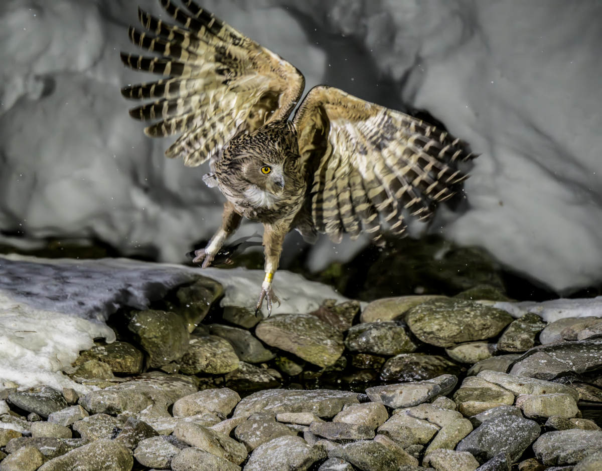 Blakiston’s Fish Owl on Hokkaido - 10,000 Birds