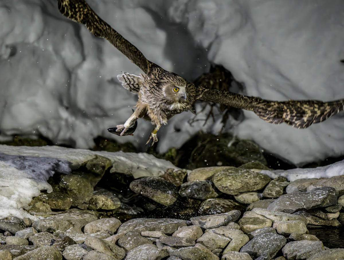 Blakiston’s Fish Owl on Hokkaido - 10,000 Birds