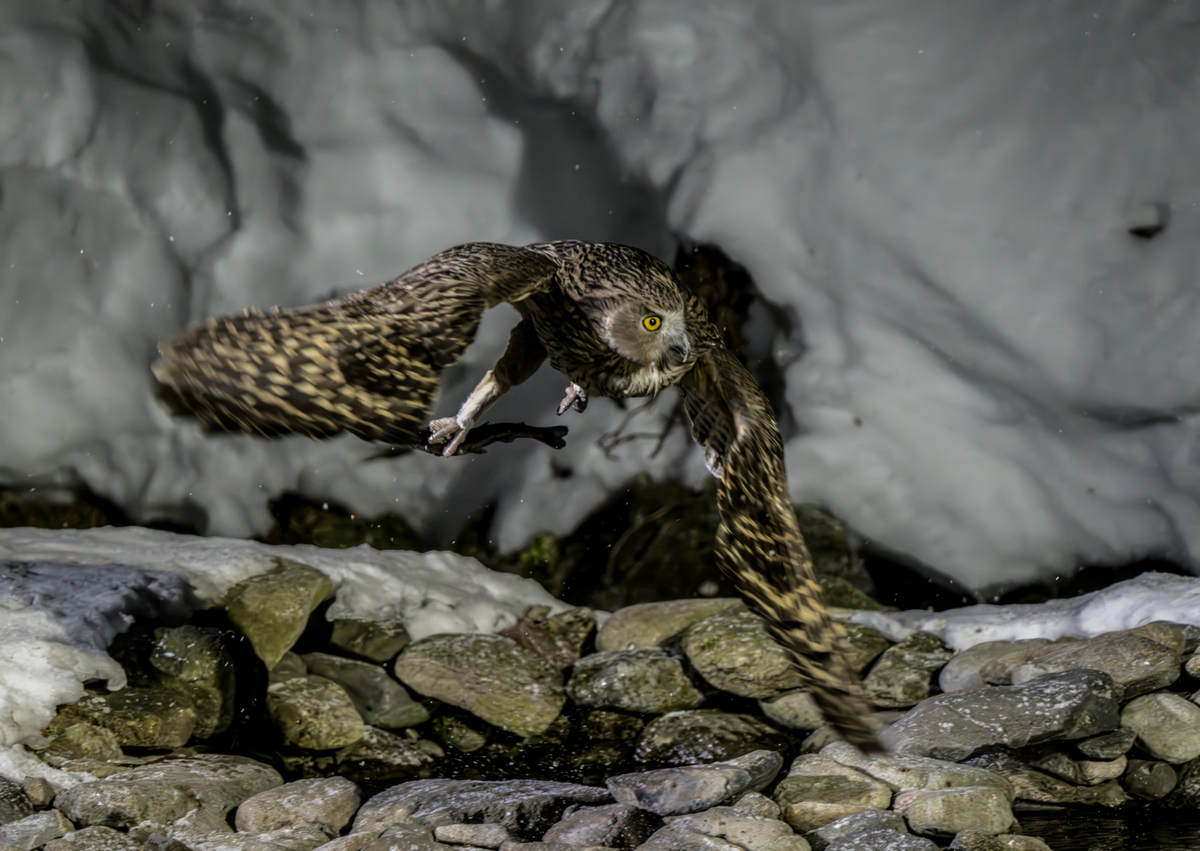 Blakiston’s Fish Owl on Hokkaido - 10,000 Birds