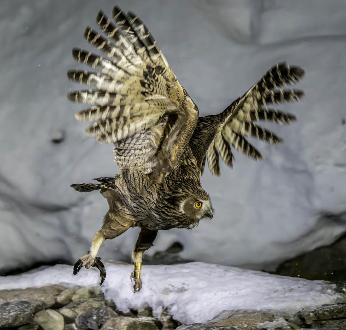 Blakiston’s Fish Owl on Hokkaido - 10,000 Birds