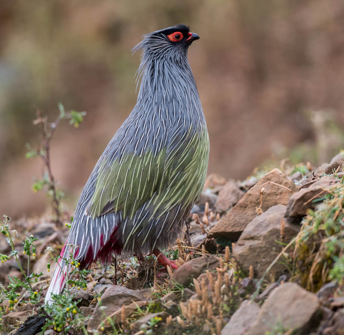 Some Chinese Pheasants - 10,000 Birds
