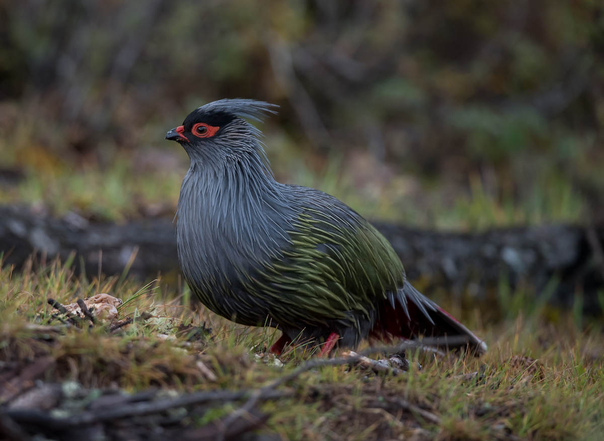 Some Chinese Pheasants - 10,000 Birds