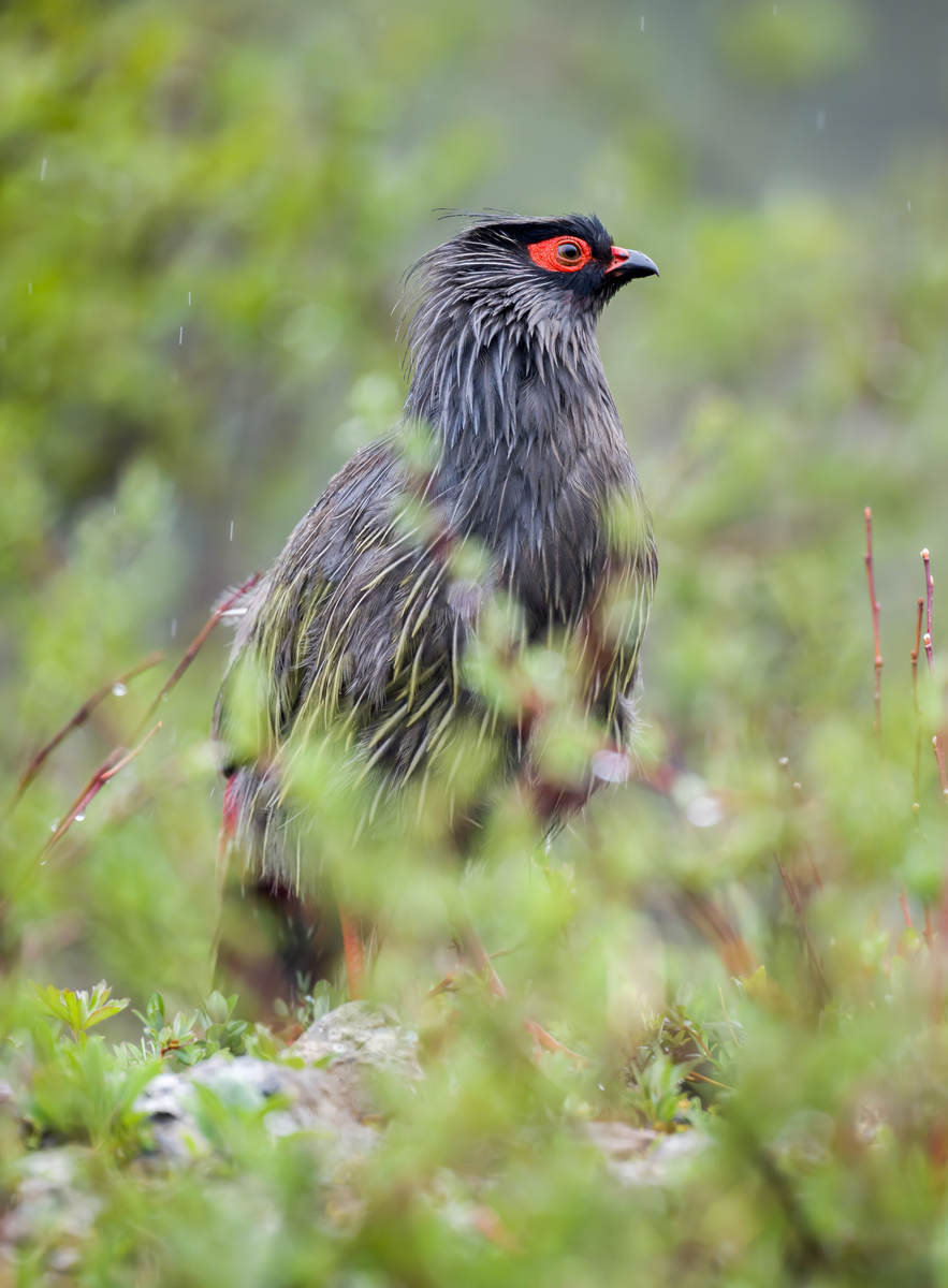 The Blood Pheasant - 10,000 Birds