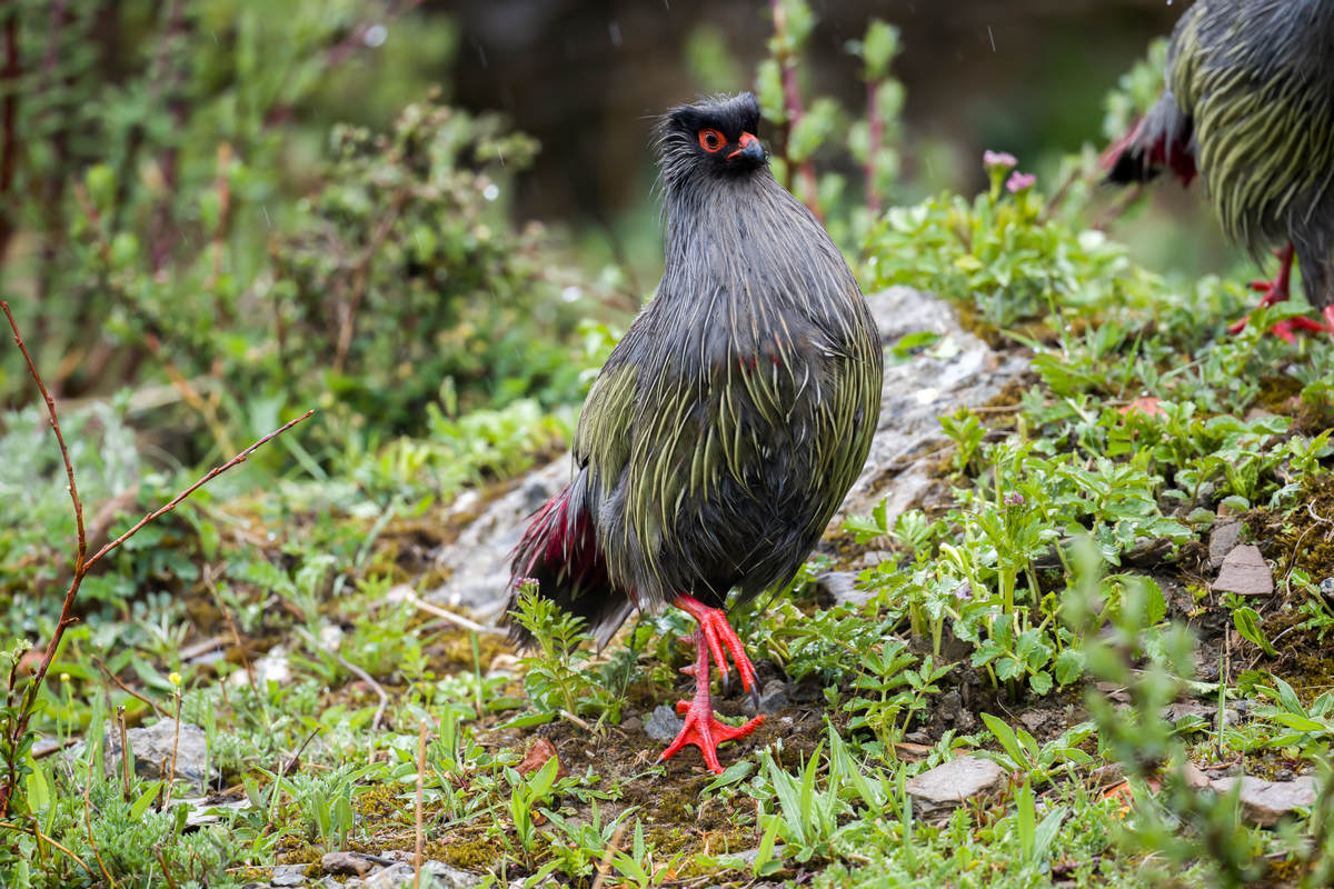 The Blood Pheasant - 10,000 Birds