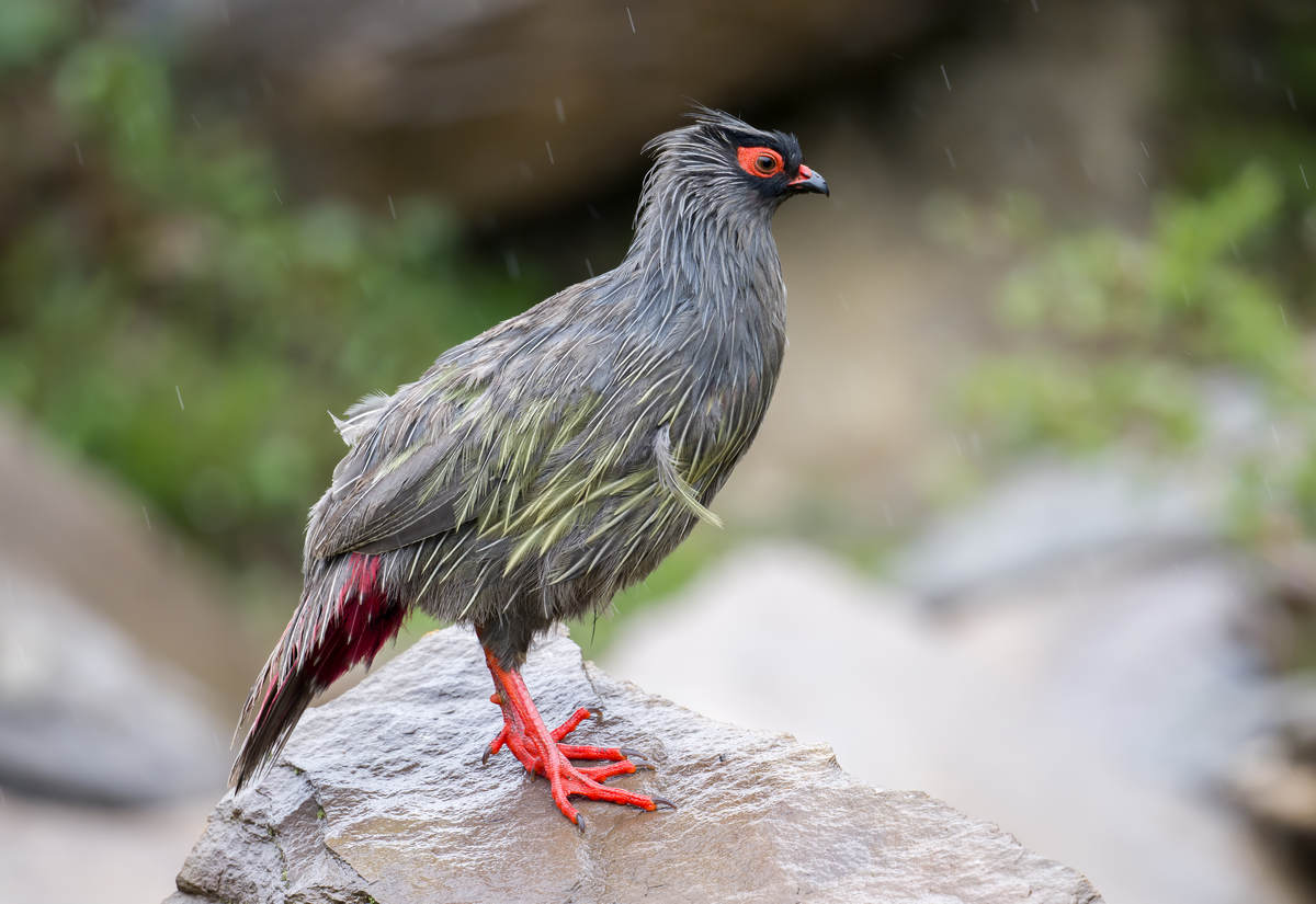 The Blood Pheasant - 10,000 Birds