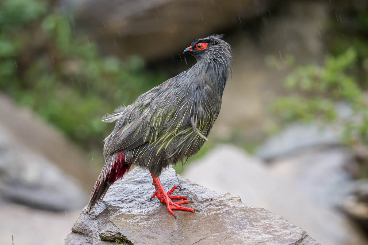 The Blood Pheasant - 10,000 Birds