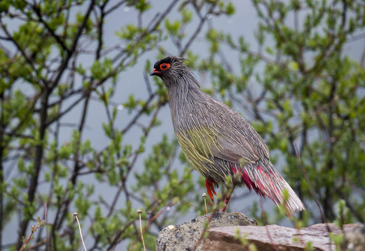 The Blood Pheasant - 10,000 Birds