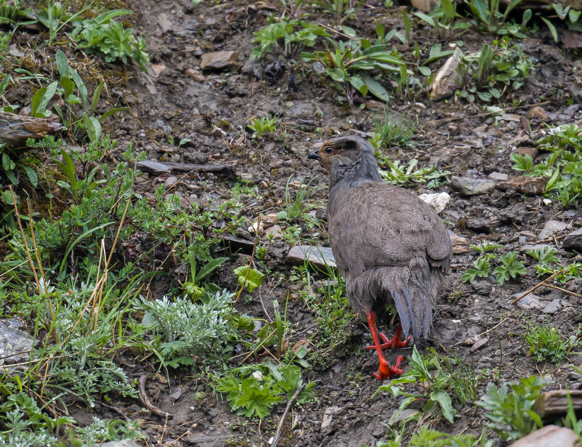 The Blood Pheasant - 10,000 Birds
