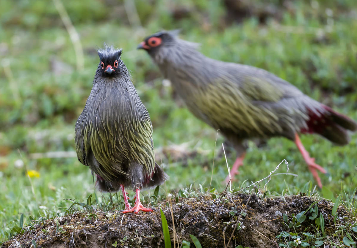 The Blood Pheasant - 10,000 Birds
